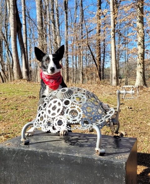 Group Classes - ThunderHawk Canine LLC | Dog Training, Boarding, and ...
